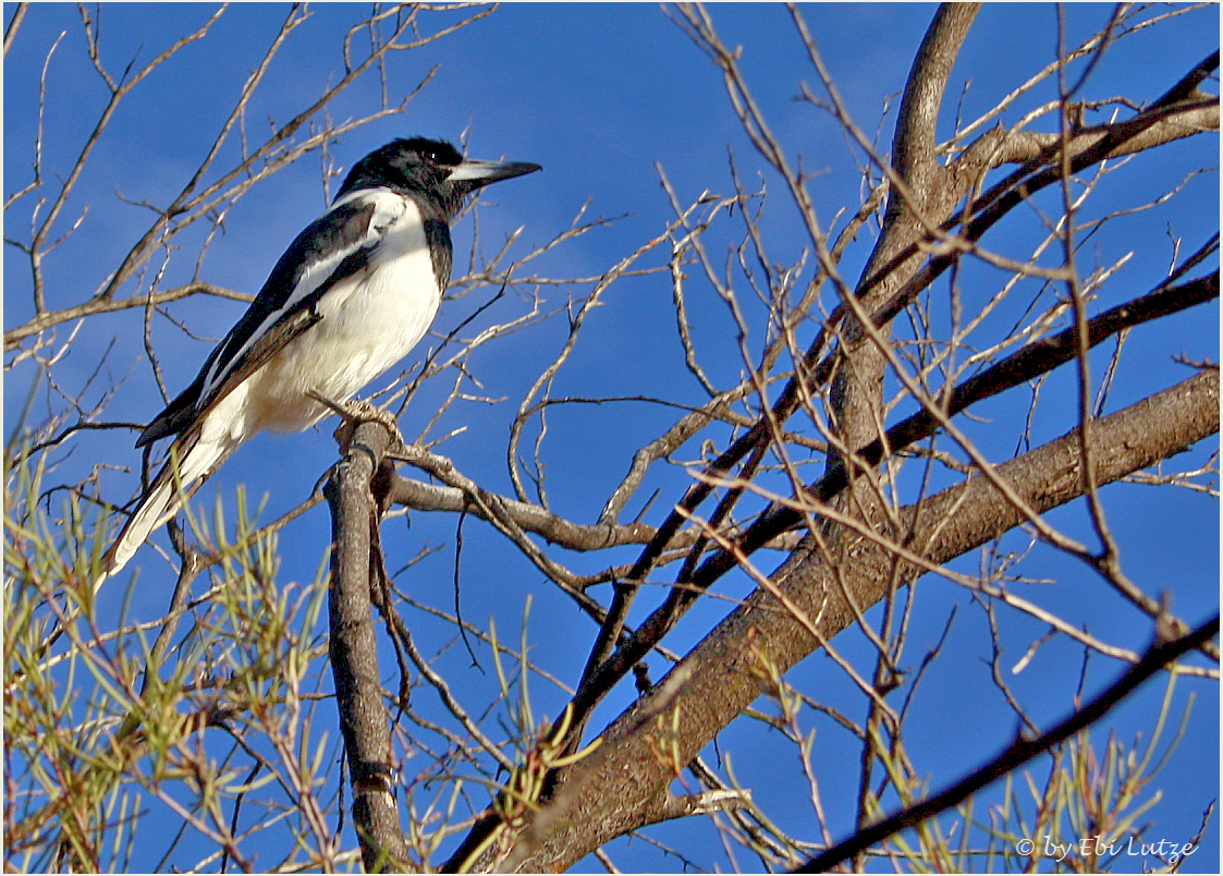 ** A Piet Butcher Bird ** Foto & Bild | australia & oceania, australia ...