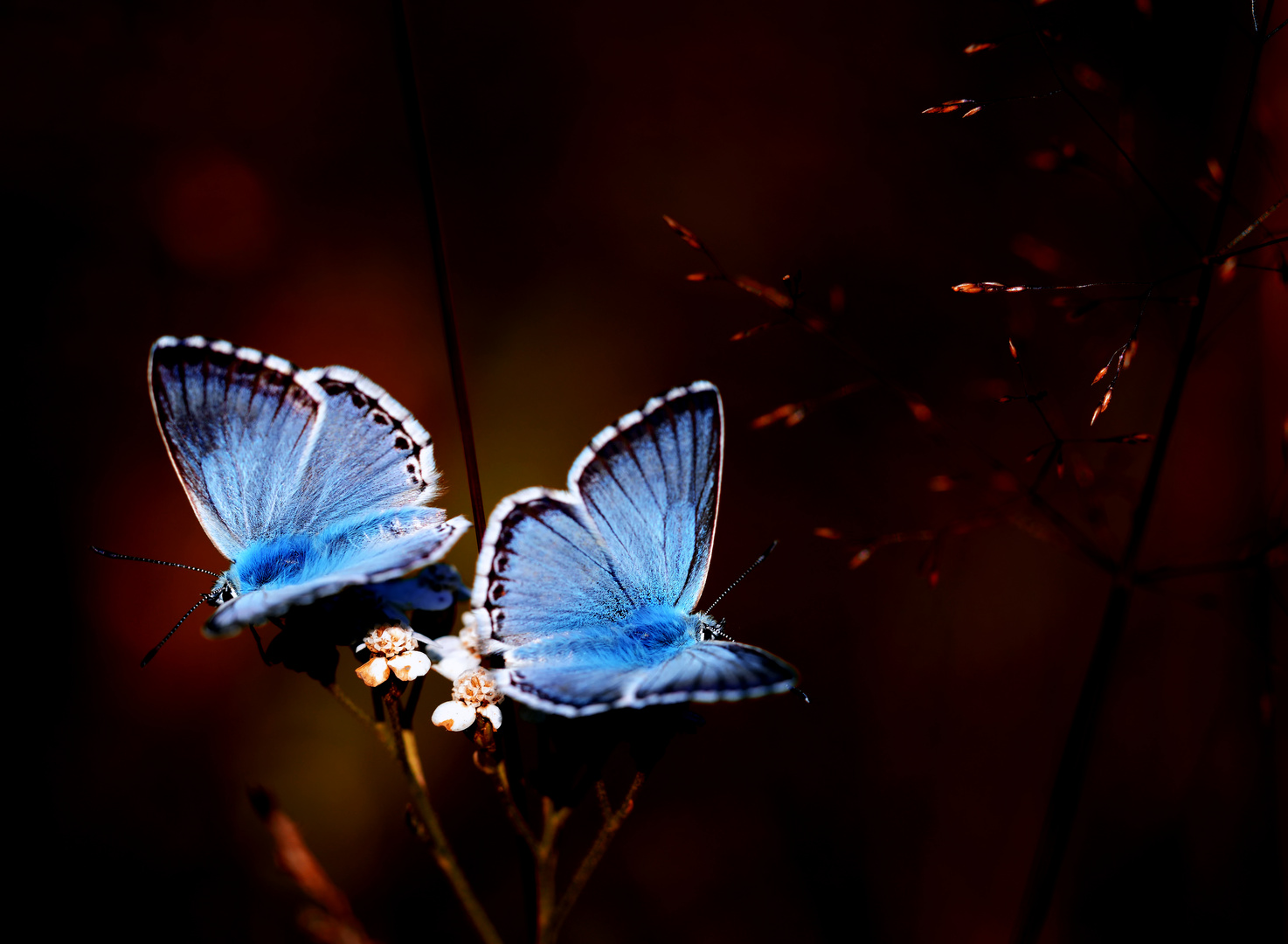 A rare spectacle of nature Foto & Bild | natur-makros, natur-kreativ ...