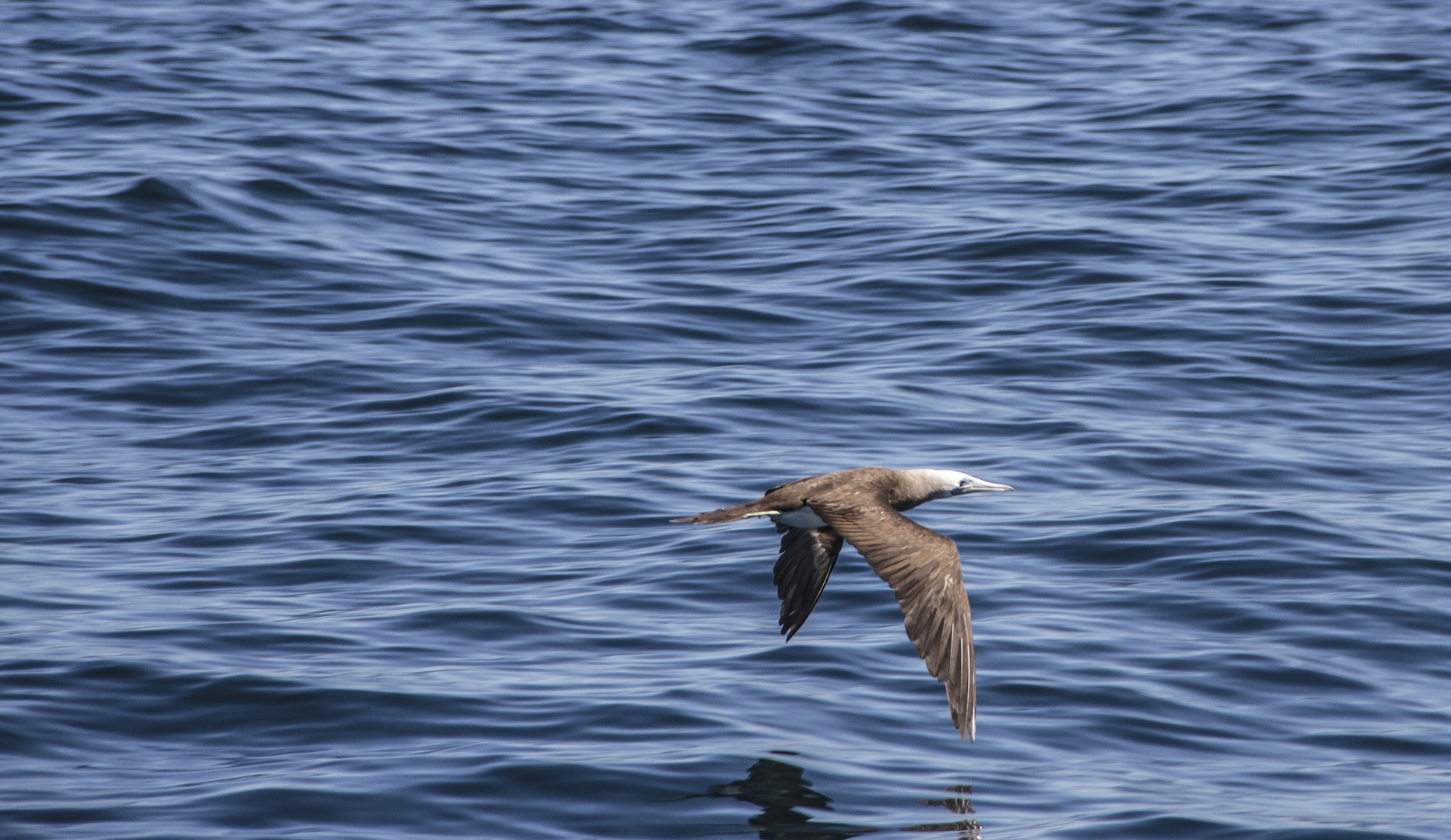 A RAS DEL AGUA Imagen & Foto | animales, aves, pesca Fotos de fotocommunity