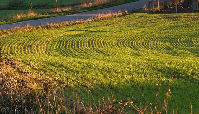 Plantes, Champignons & Lichens Images & Photos