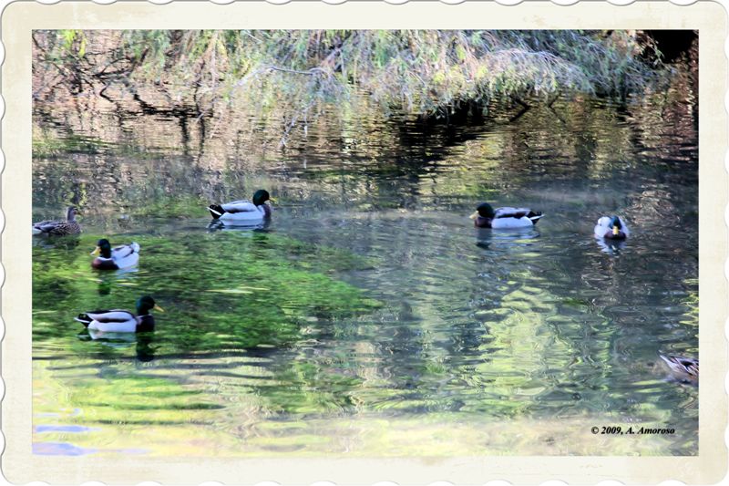 A spasso per lo stagno Foto % Immagini| animali, animali allo stato ...