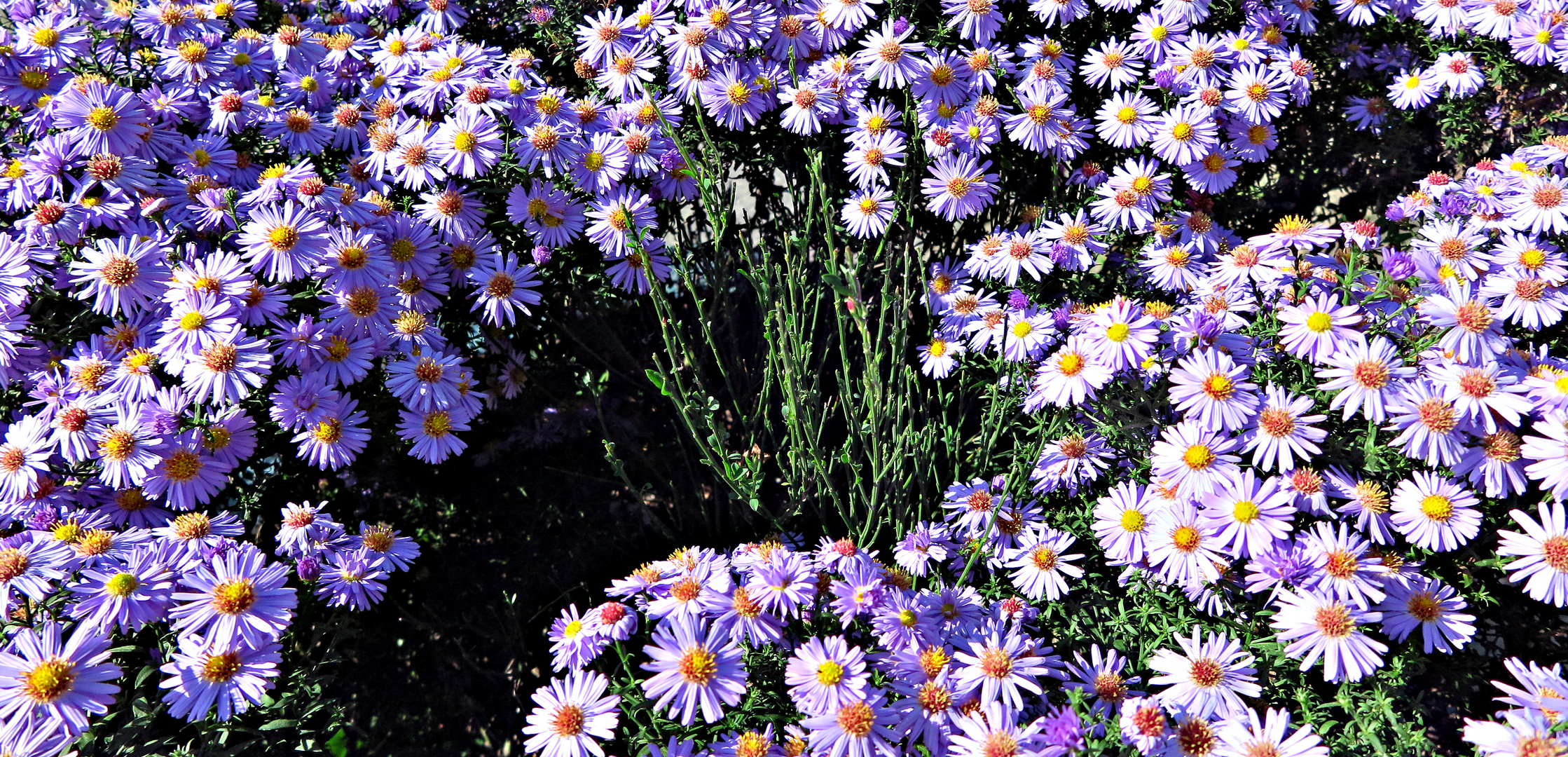 A-STERN Foto & Bild | projekte, 3 - mittwochsblümchen, thementage ...