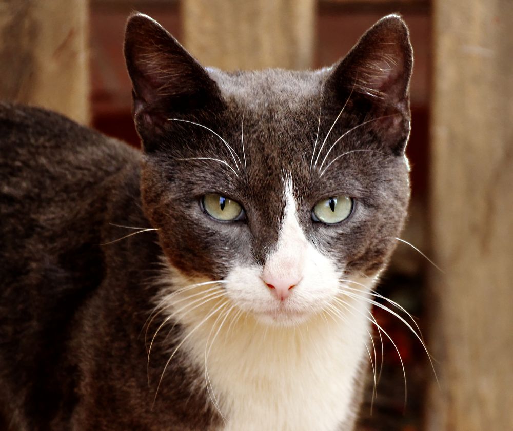 A STRAY CAT Foto & Bild | africa, western africa, senegal Bilder auf ...