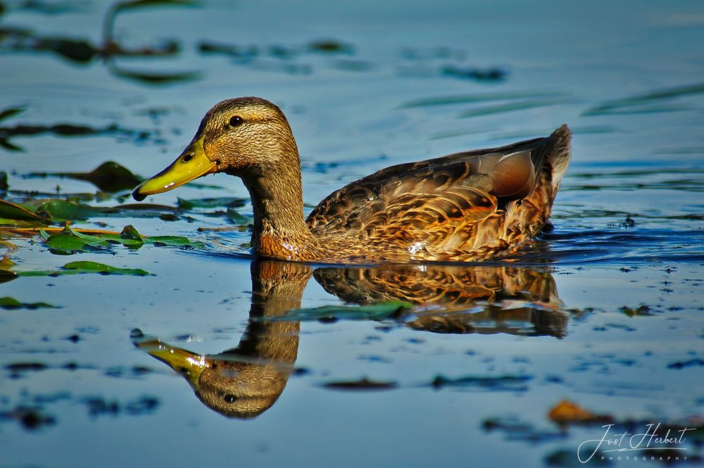 a Tiroler Entle ... Foto & Bild | tiere, wildlife, wild lebende vögel ...