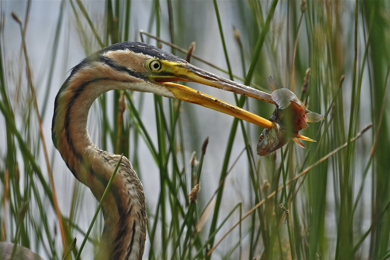 A travers les roseaux..... photo et image | animaux, animaux sauvages ...