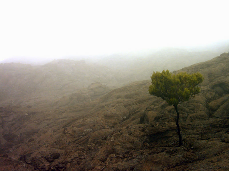 a tree alone Foto & Bild | landschaft, vulkanlandschaften, natur Bilder ...