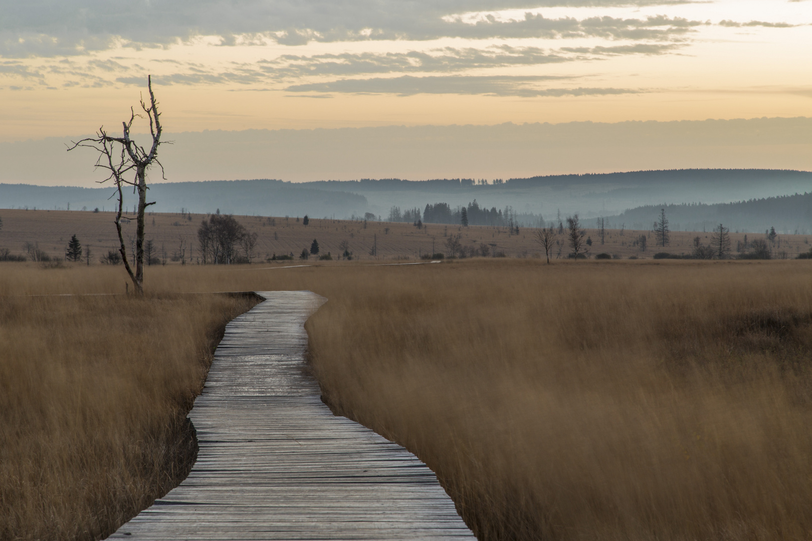 A windy morning Foto & Bild | landschaft, moor, hohes venn Bilder auf ...