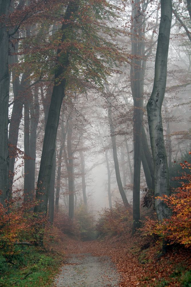 Neblig, aber nicht trüb - Bild & Foto von Huskyfreund aus 10 ...