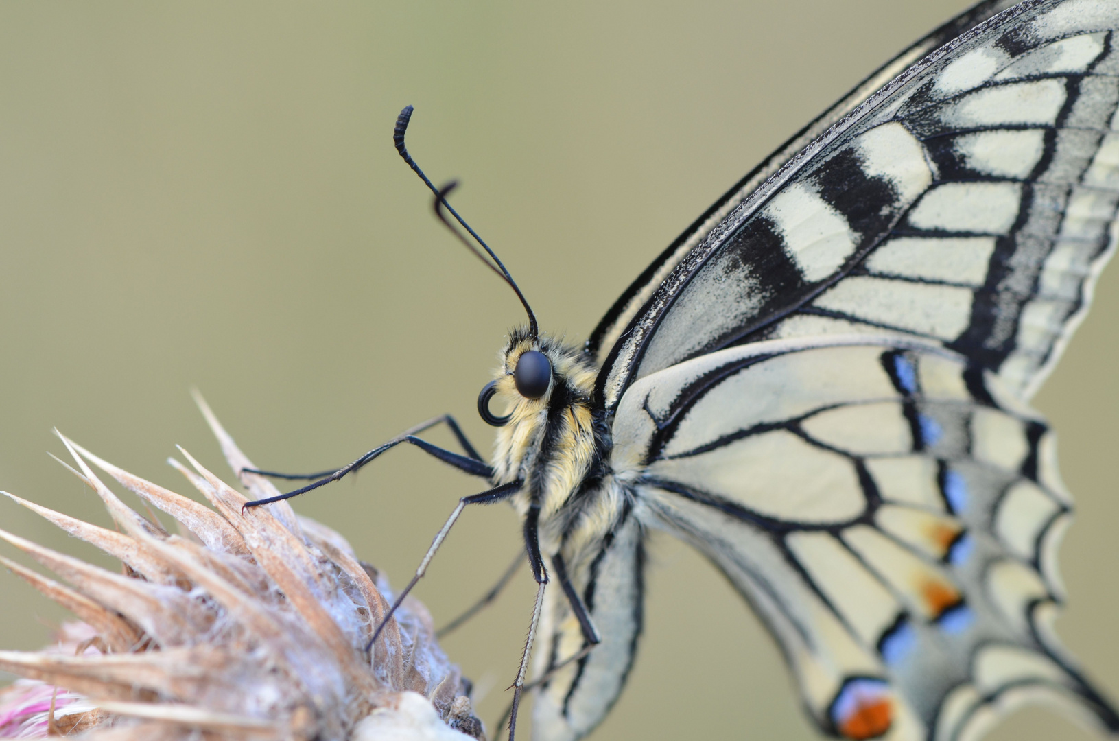Foto & Bild | natur, insekten, tiere Bilder auf fotocommunity