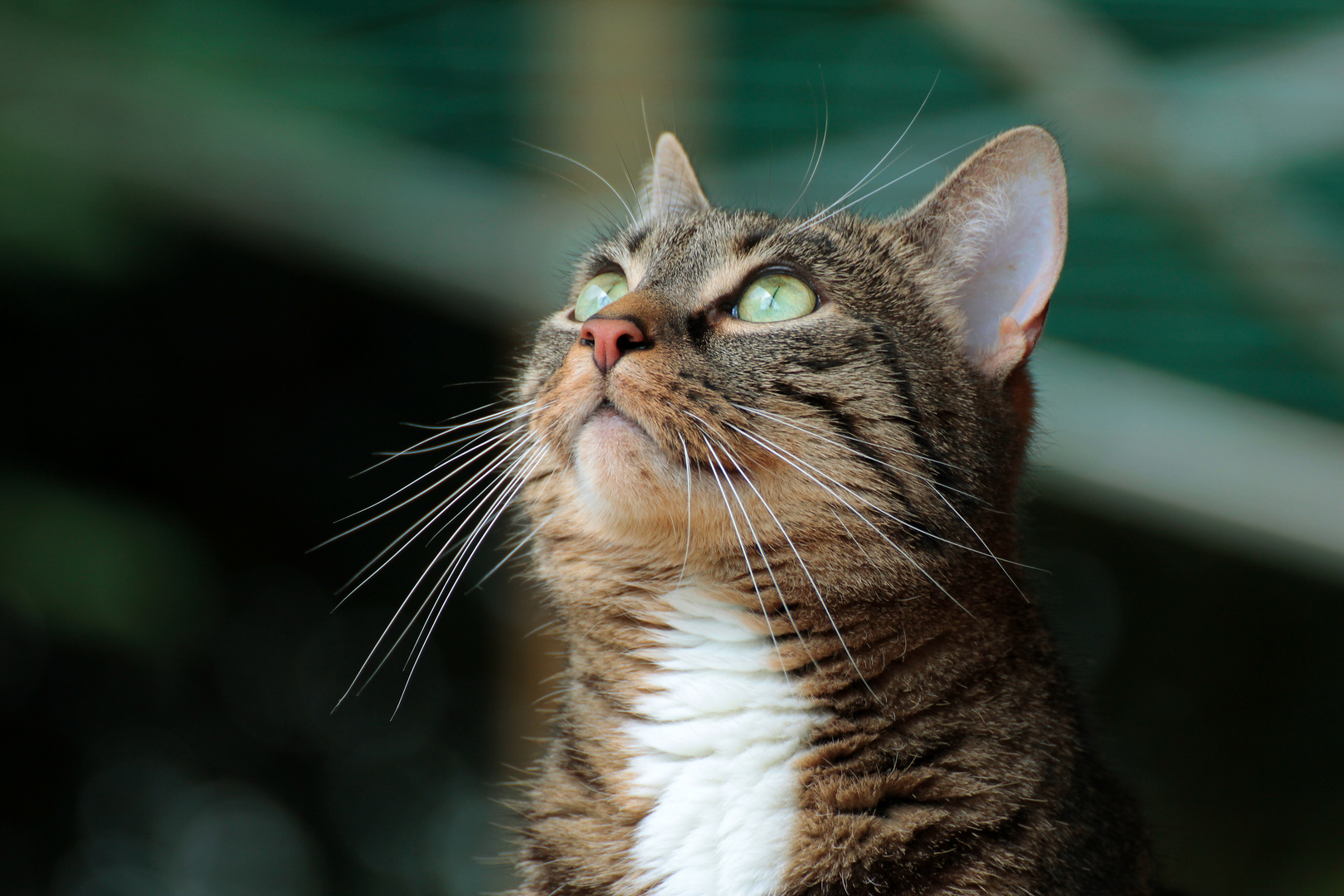 Foto & Bild | tiere, haustiere, katzen Bilder auf fotocommunity