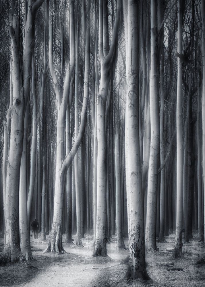 ** Foto & Bild | fotokunst, monochrome fine art, wald Bilder auf fotocommunity