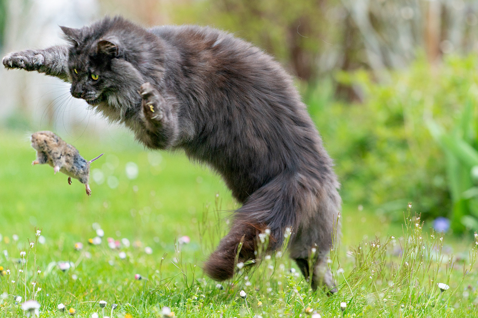 A9_04187 Grisu in Action Foto & Bild | tiere, haustiere, katzen Bilder ...