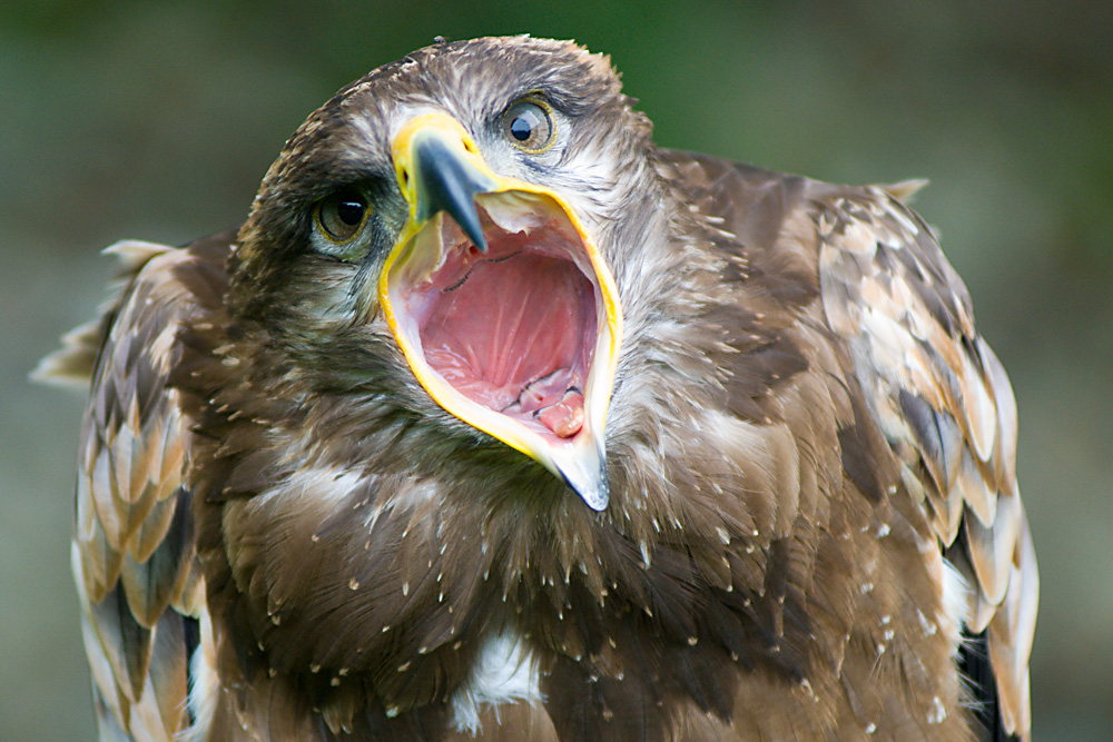 Aaaah - Adler Foto & Bild | tiere, zoo, wildpark & falknerei, vögel ...