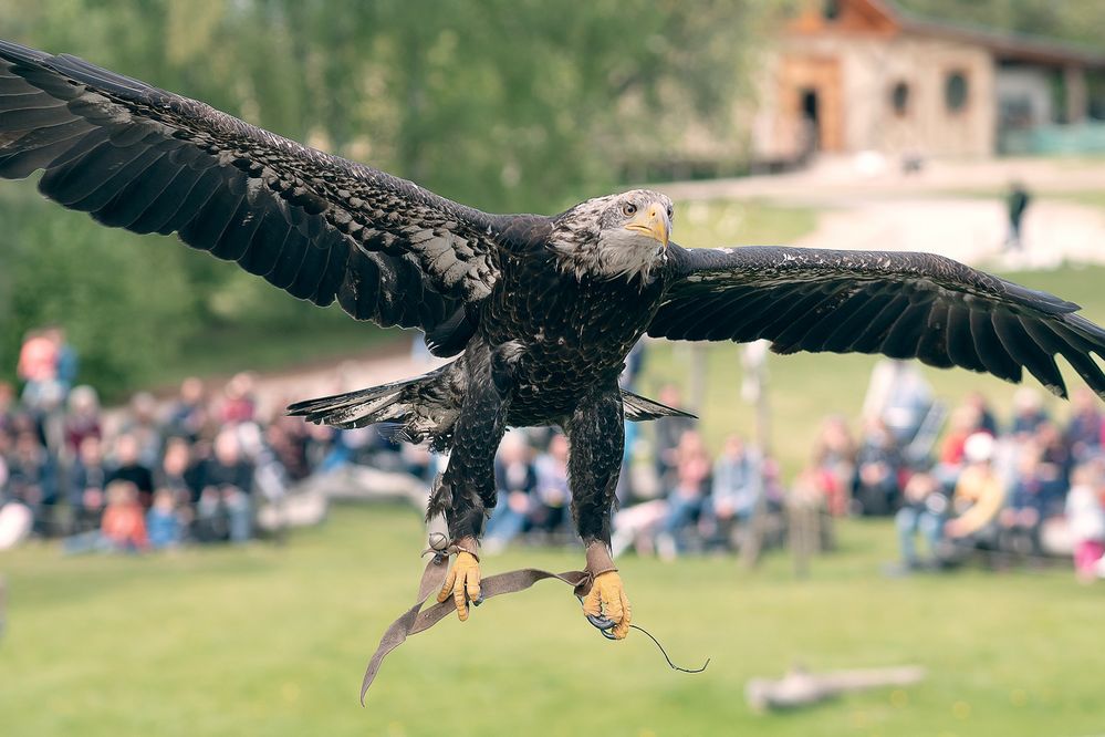 Aar Foto & Bild | tiere, zoo, wildpark & falknerei, natur Bilder auf ...