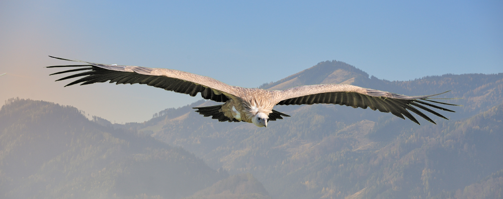 Aasgeier Foto & Bild | tiere, zoo, wildpark & falknerei, greifvögel ...