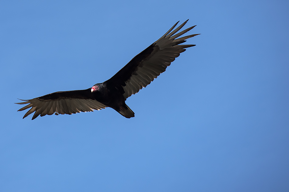 Aasgeier Foto & Bild | north america, central america, caribbean sea ...