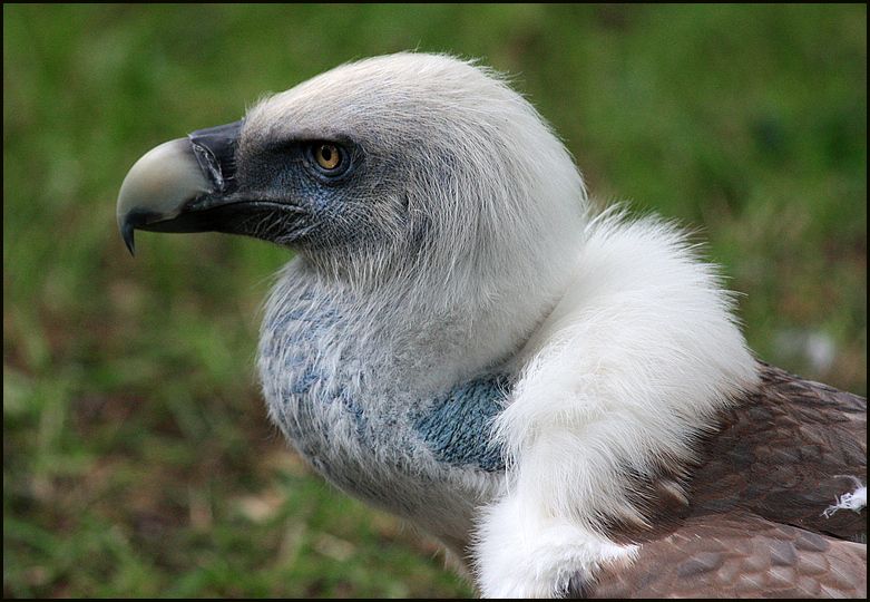 Aasgeier-Kopf Foto & Bild | tiere, zoo, wildpark & falknerei, vögel ...