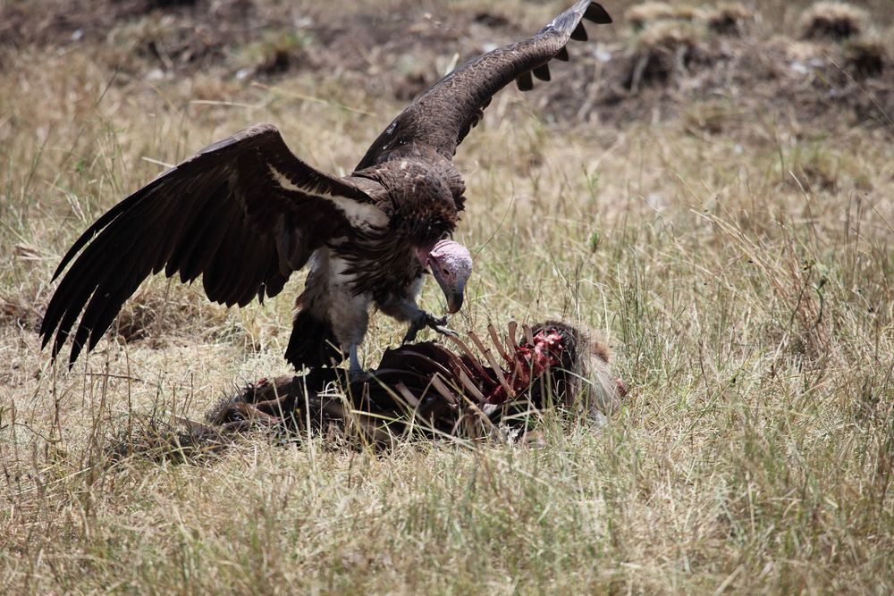 Aasgeier mit Kadaver Foto & Bild | africa, eastern africa, kenya Bilder ...