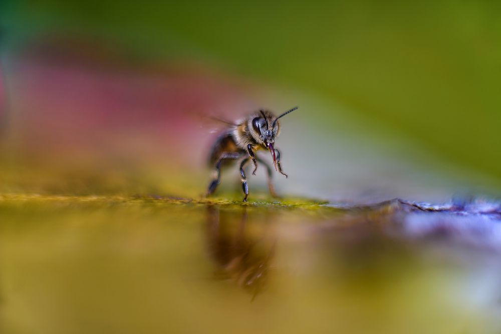 Ab geht die "Post" Foto & Bild | spezial, makro, frühling Bilder auf ...