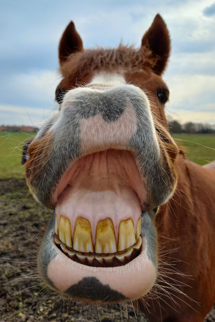 ...Ab hier bitte lächeln :) Foto & Bild | tiere, haustiere, pferde ...