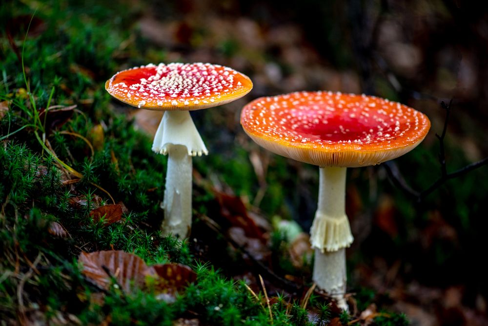 Ab in die Pilze Foto & Bild | wald, herbst, feucht Bilder auf fotocommunity