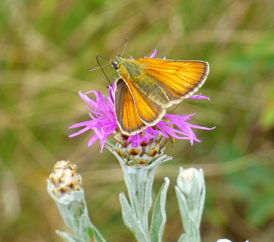 Ab und zu . . . Foto & Bild | tiere, wildlife, natur Bilder auf ...