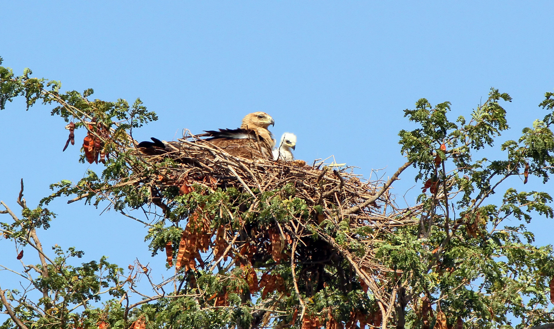 ab und zu.... Foto & Bild | natur, tiere, vögel Bilder auf fotocommunity