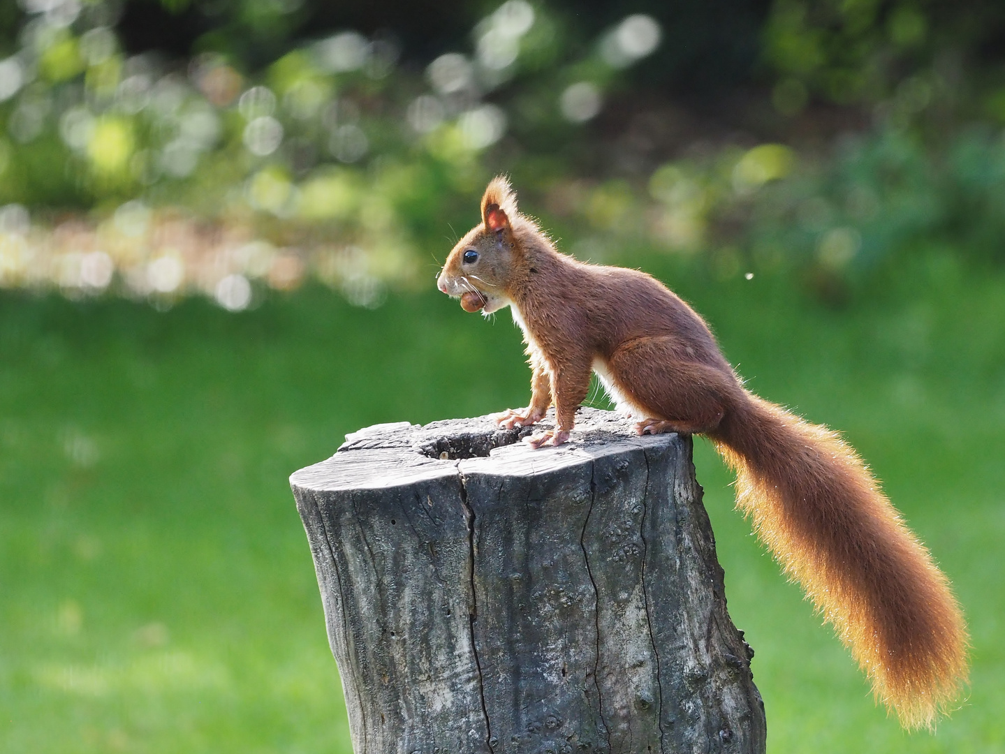 Ab und zu..... Foto & Bild | tiere, wildlife, säugetiere Bilder auf ...