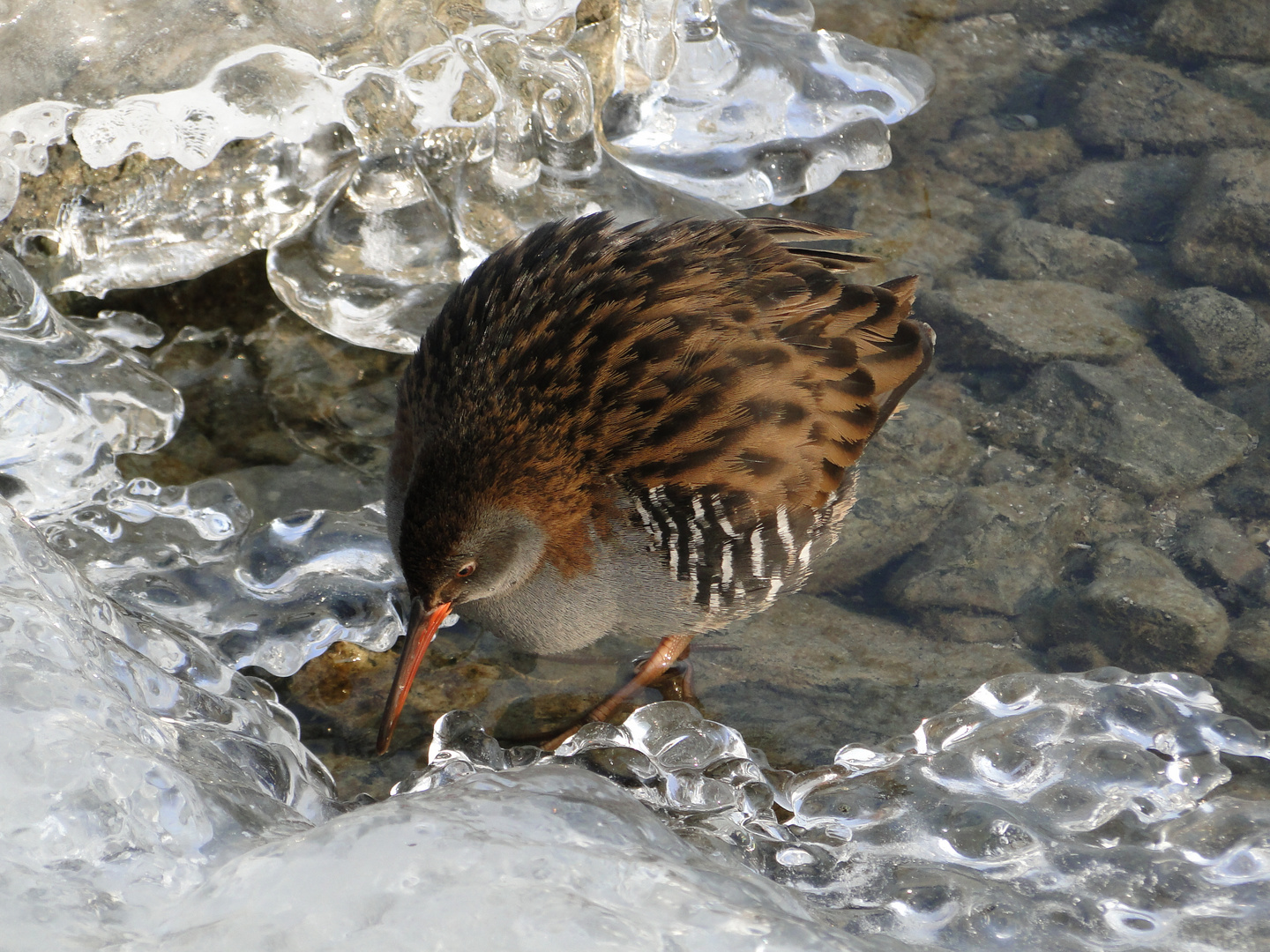 Ab und zu ....... Foto & Bild | eis, vögel, winter am see Bilder auf ...