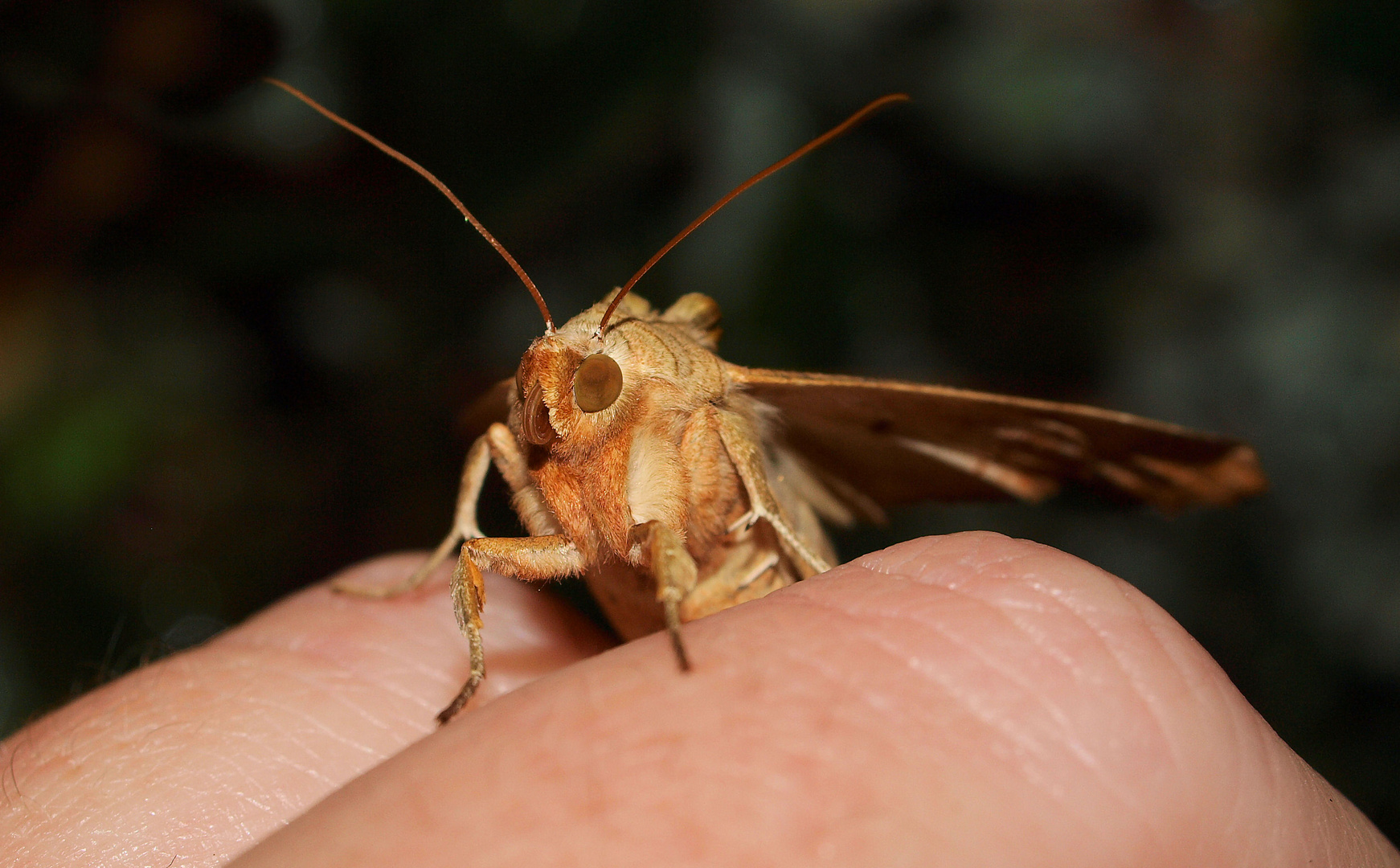 Ab und zu …. Foto & Bild | makro, natur, nachtfalter Bilder auf ...