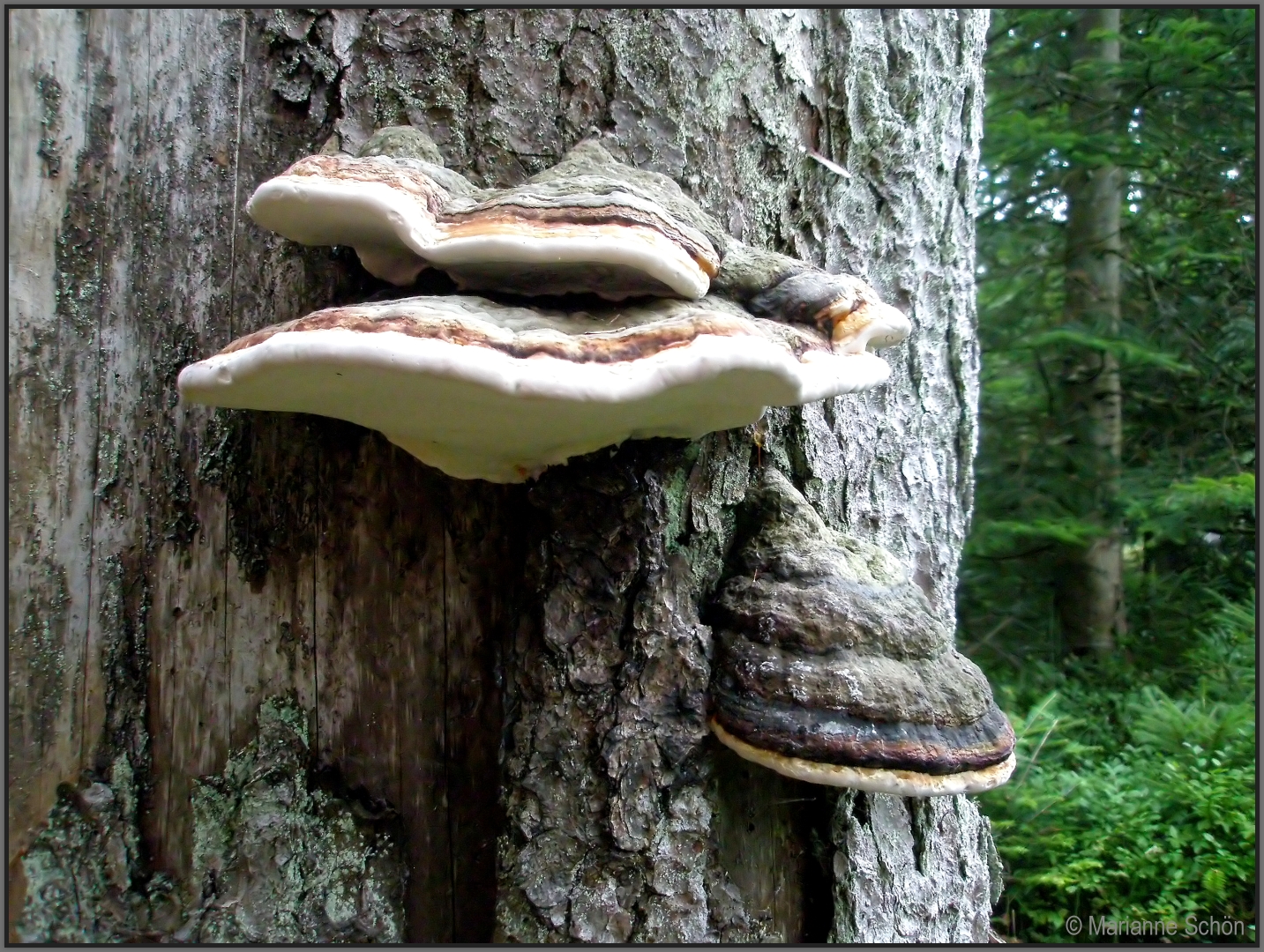 Ab und zu... Foto & Bild | natur, pflanzen, olympus Bilder auf ...