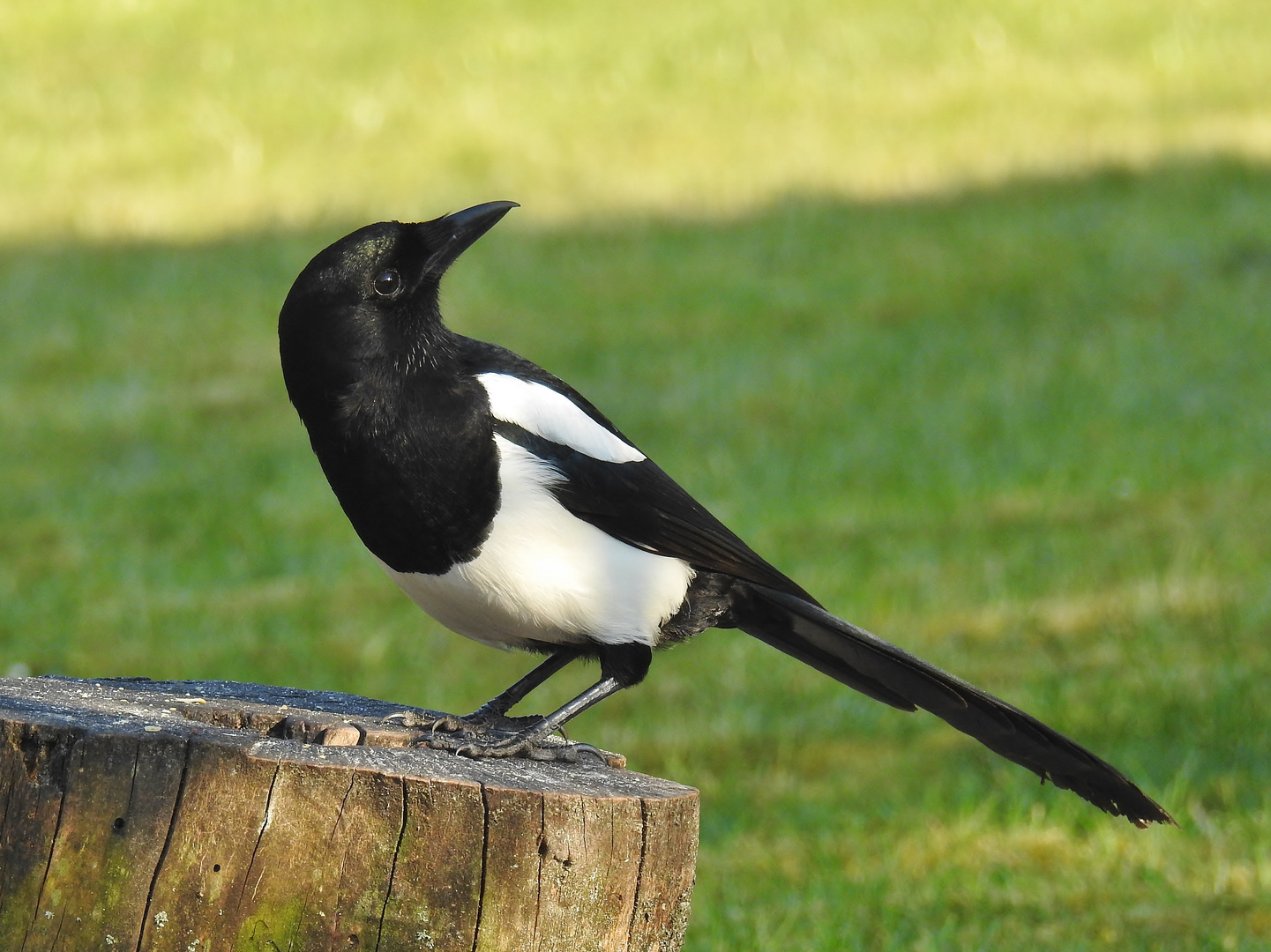 Ab und zu..... Foto & Bild | tiere, wildlife, wild lebende vögel Bilder ...