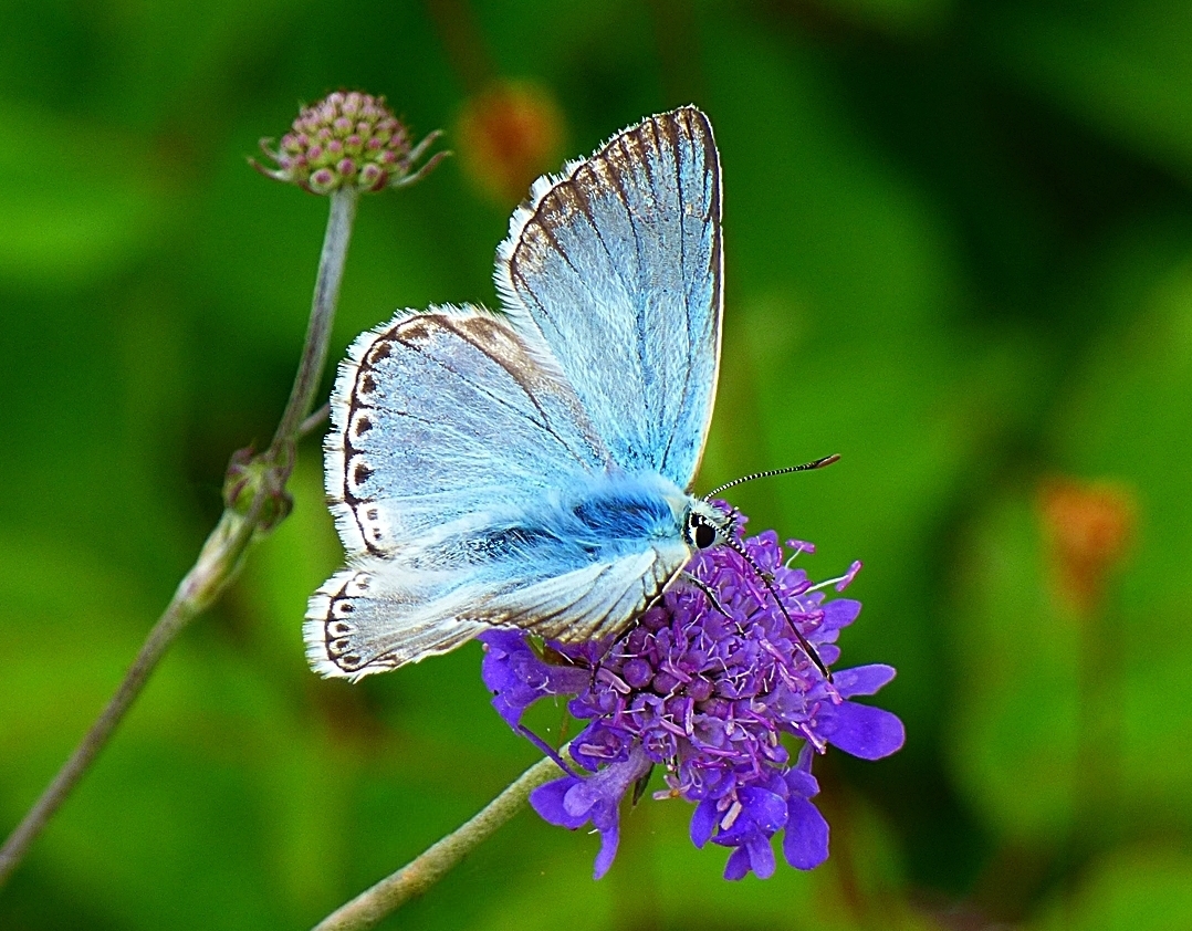 Ab und zu . . . Foto & Bild | tiere, wildlife, natur Bilder auf ...