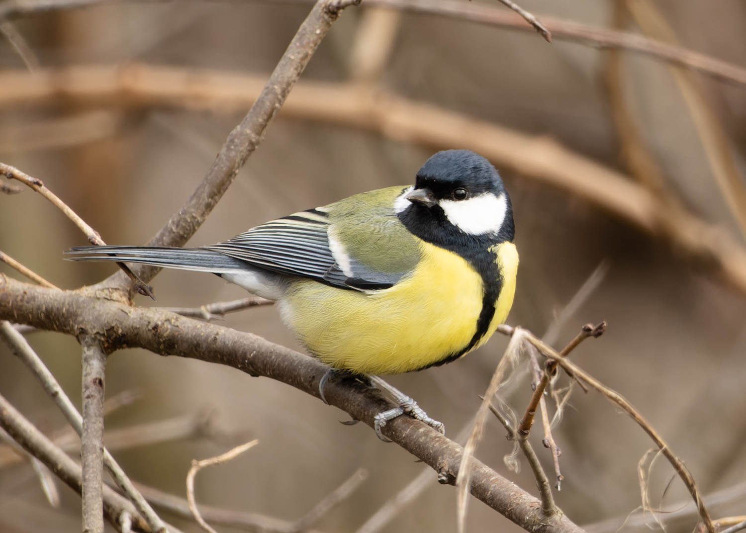 Ab und zu... Foto & Bild | tiere, wildlife, wild lebende vögel Bilder ...