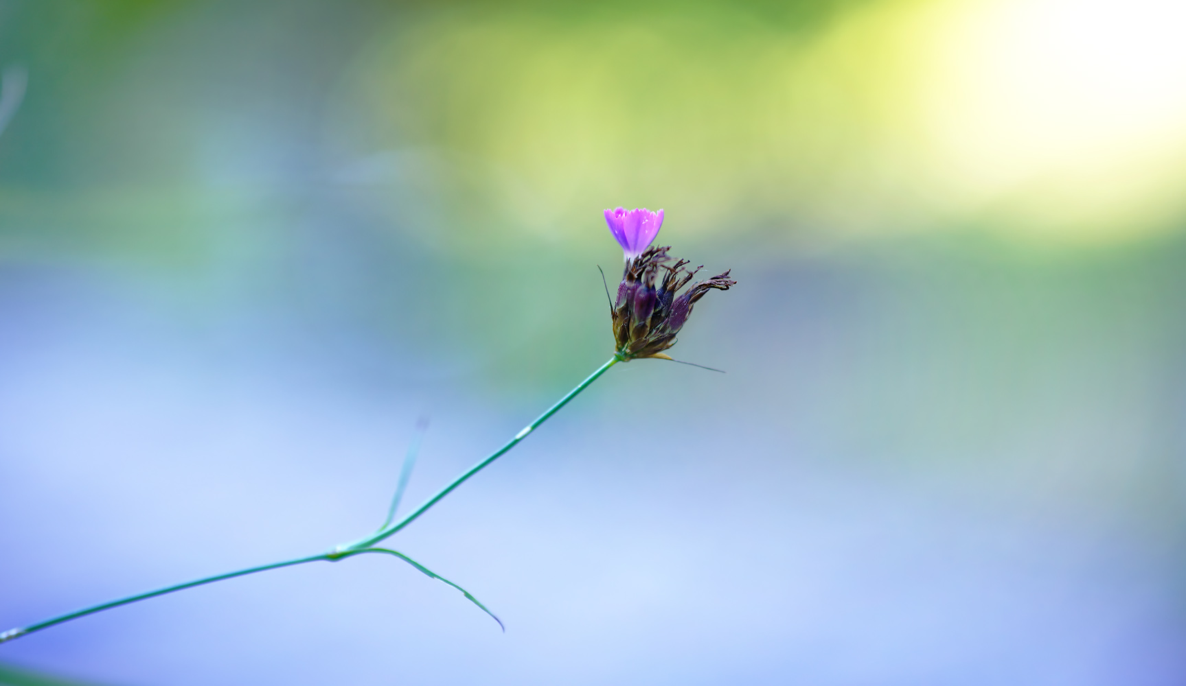 ab und zu tut gut alleine zu sein ... Foto & Bild | pflanzen, pilze ...