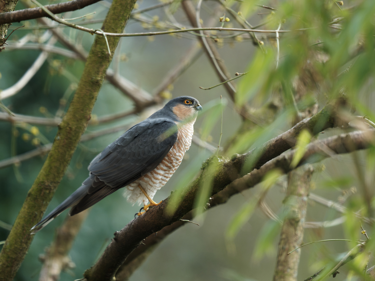 ab und zu zeigt sich der Sperber in der Kornelkirsche ..... Foto & Bild ...