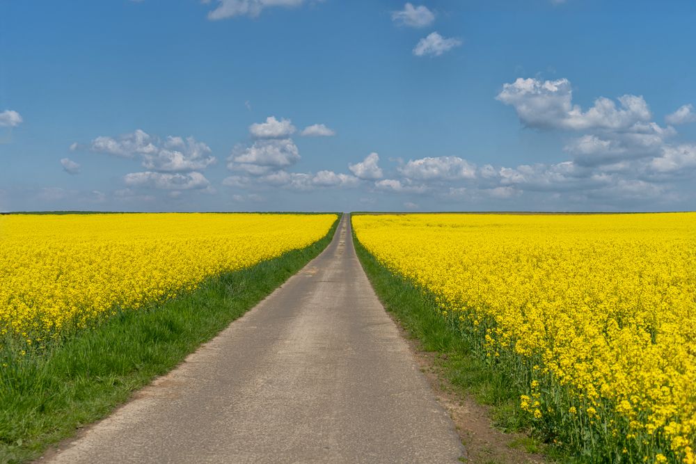 Rapsfelder - Bild & Foto von Angelika Beuck aus 05: landschaftliche ...