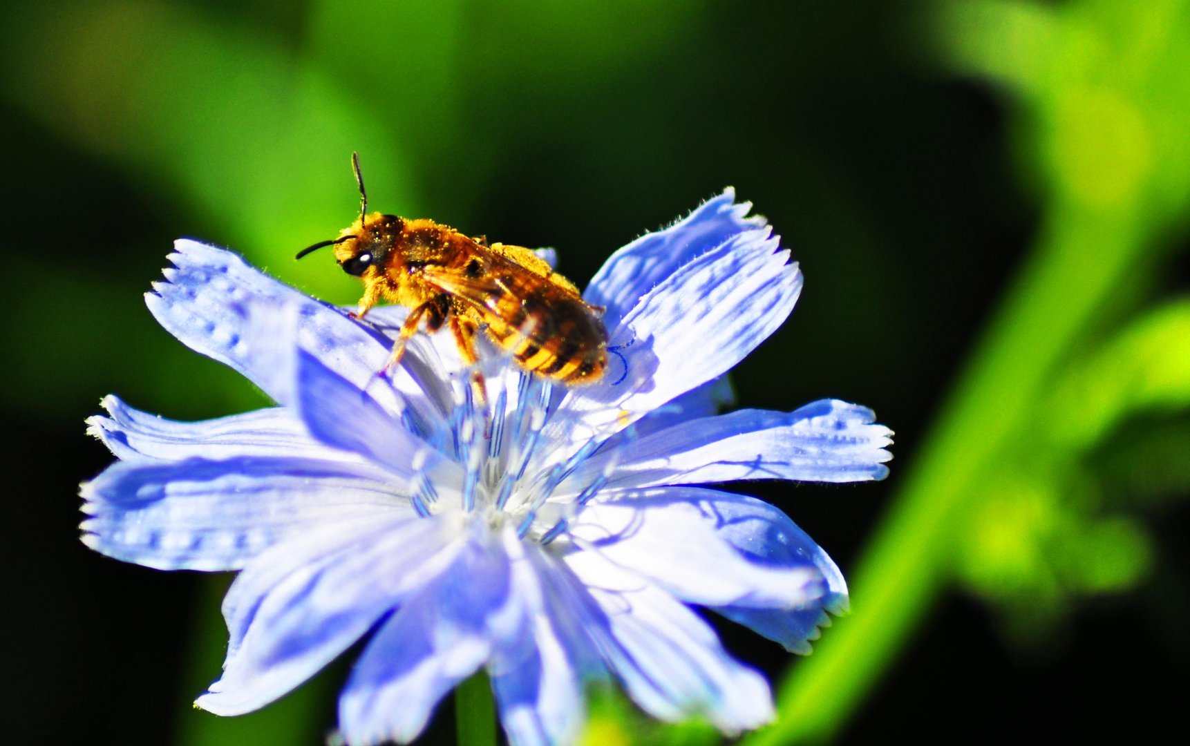 abeille photo et image | macro nature, macro insectes, les butineuses ...