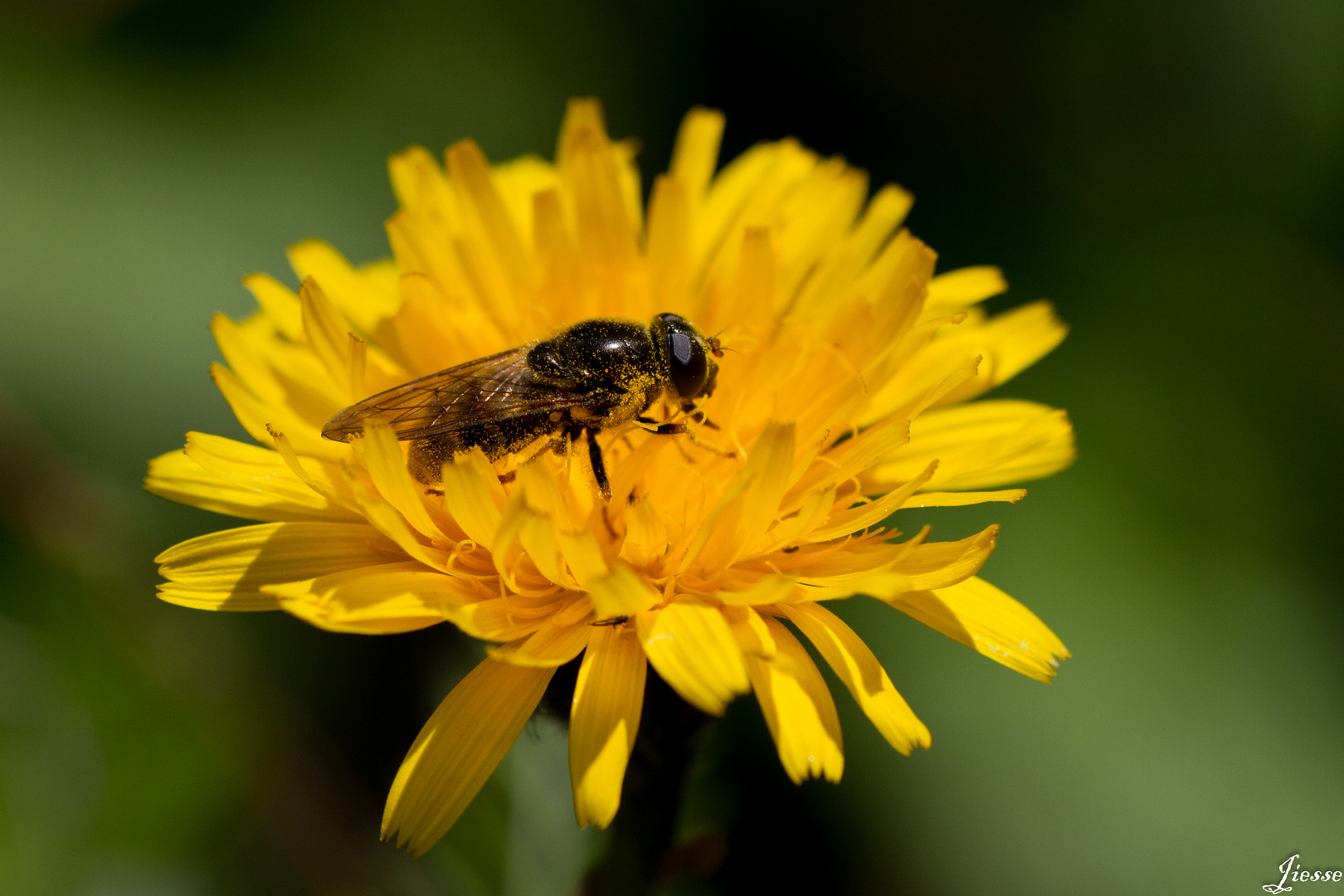 abeille photo et image | nature, macro Images fotocommunity