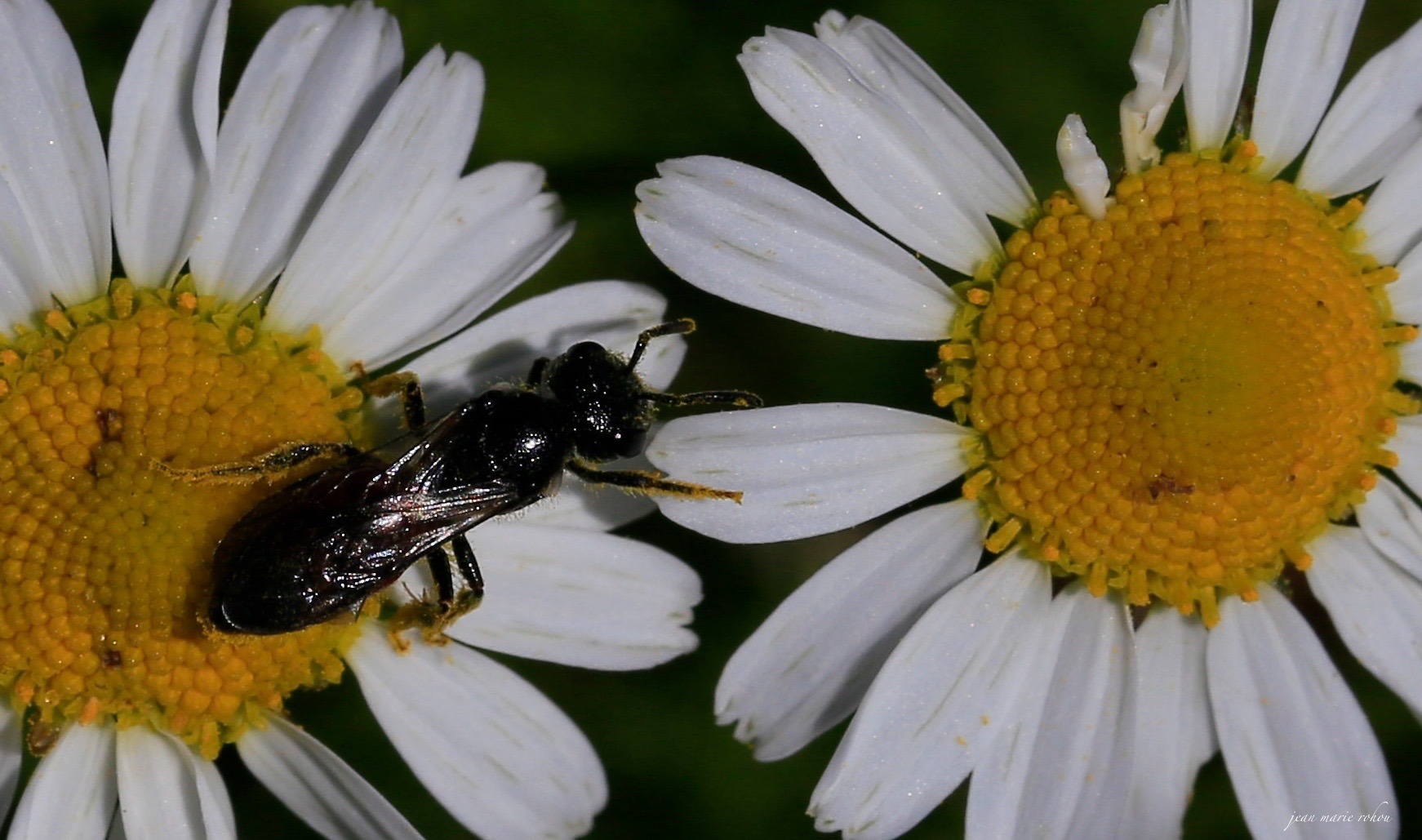 Abeille solitaire photo et image | macro nature, macro insectes, les ...