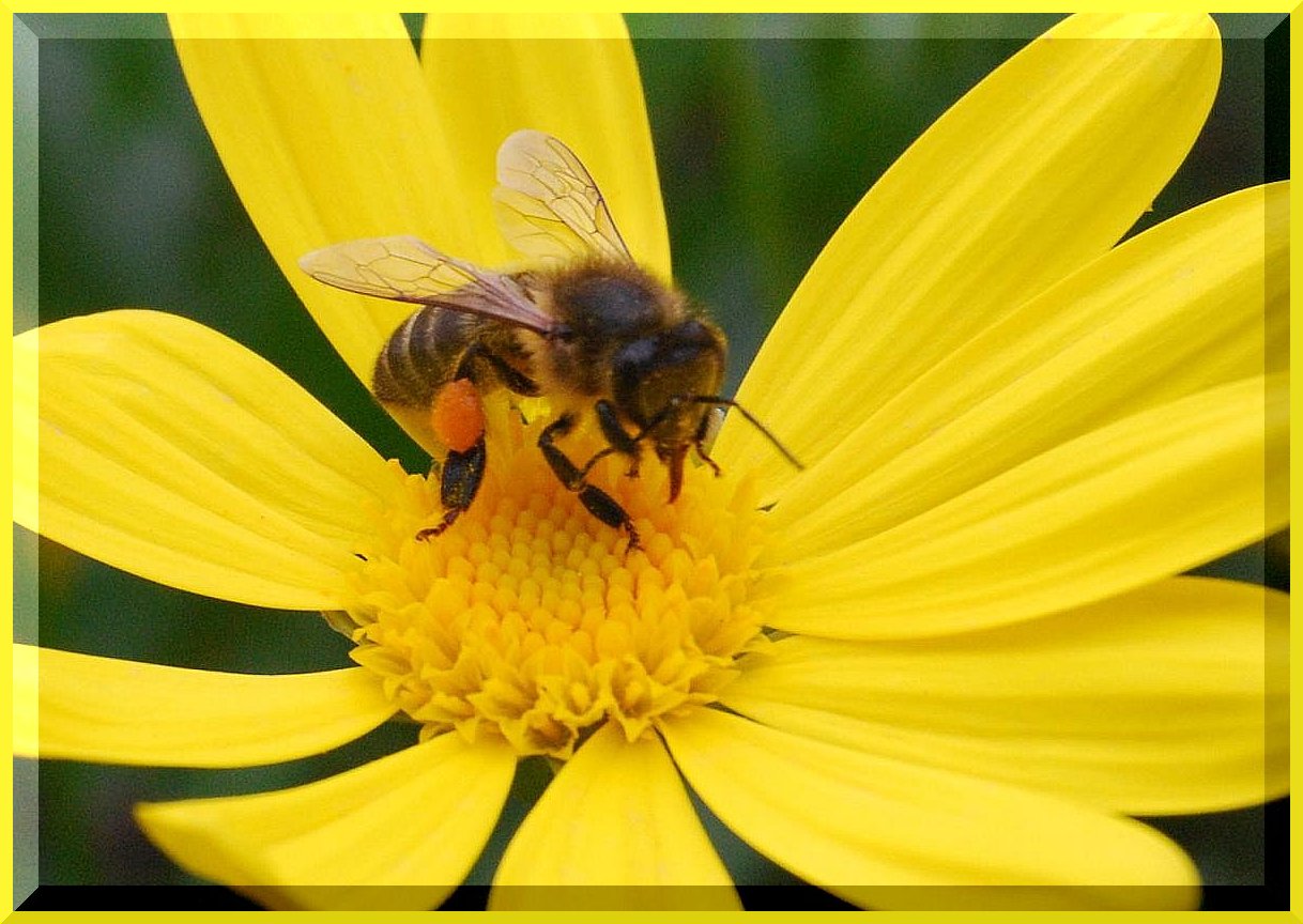 ABEJA Imagen & Foto | animales, invertebrados , naturaleza Fotos de ...