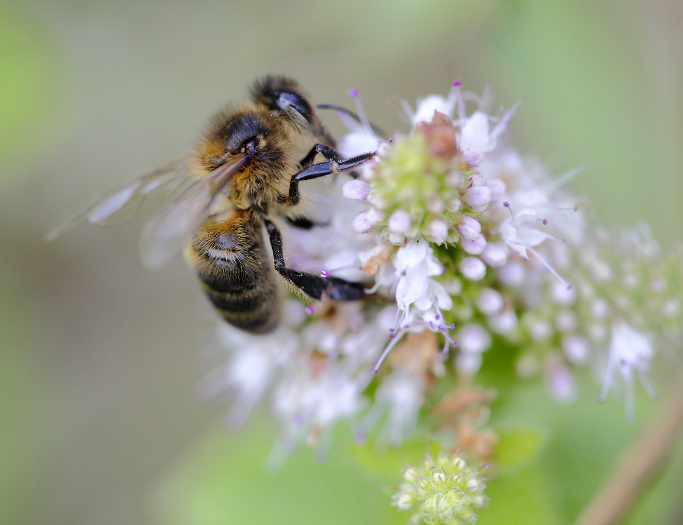 Abeja Imagen & Foto | animales, invertebrados , el mundo de los anim ...