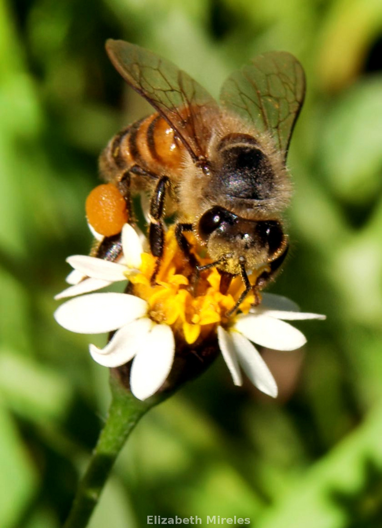 Abeja Imagen & Foto | animales, invertebrados , naturaleza Fotos de ...