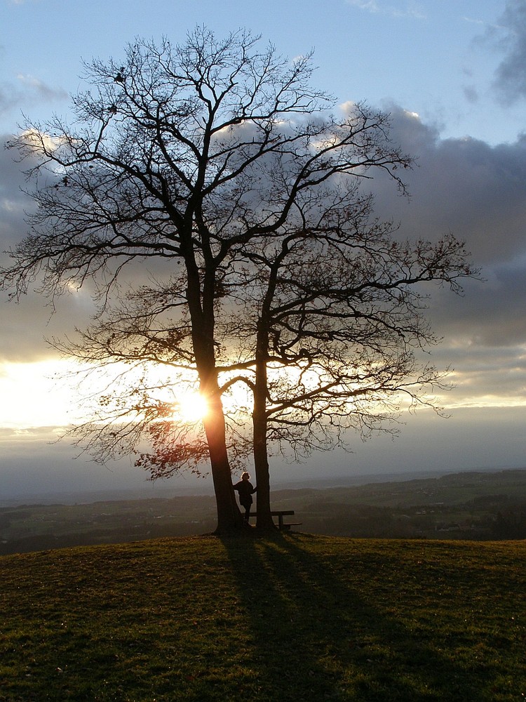 Abend Foto & Bild | wald und bäume, natur Bilder auf fotocommunity