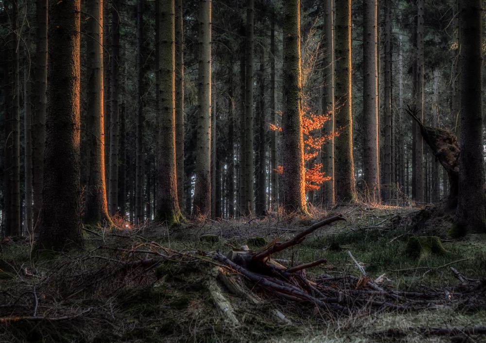 Abend Foto & Bild | landschaft, wald, landschaften Bilder auf fotocommunity