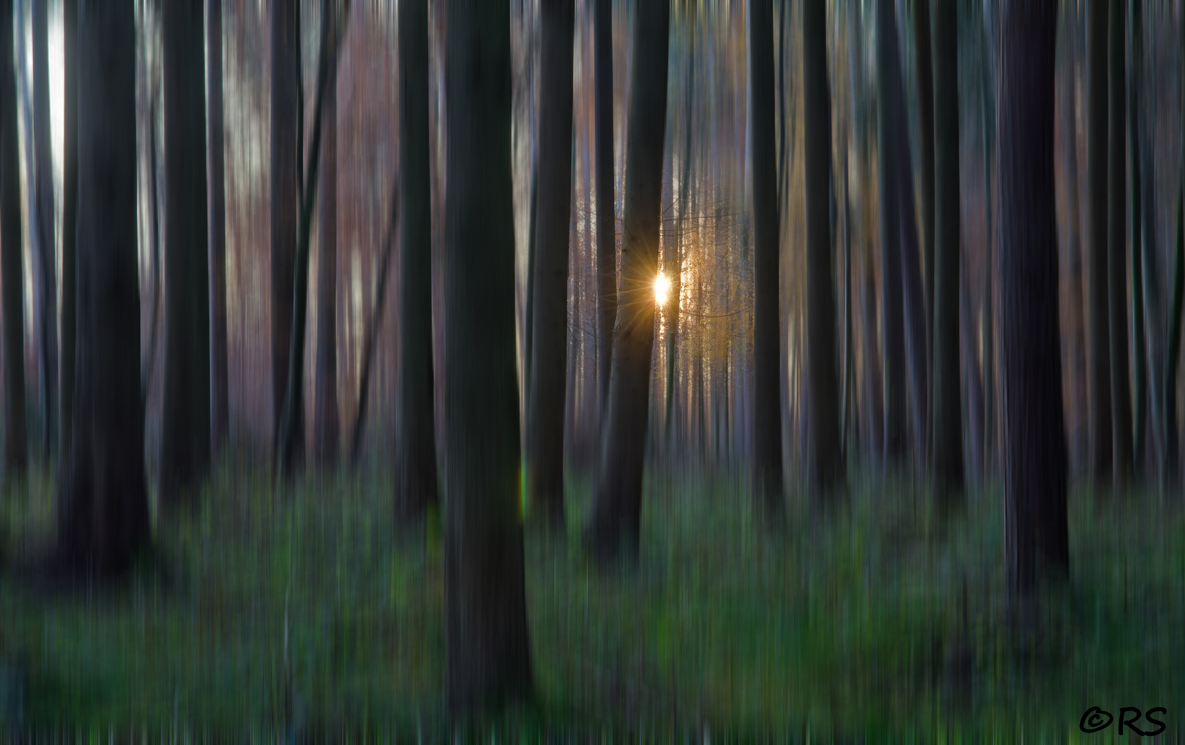 Abend im Wald Foto & Bild | landschaft, wald, portfolio Bilder auf ...