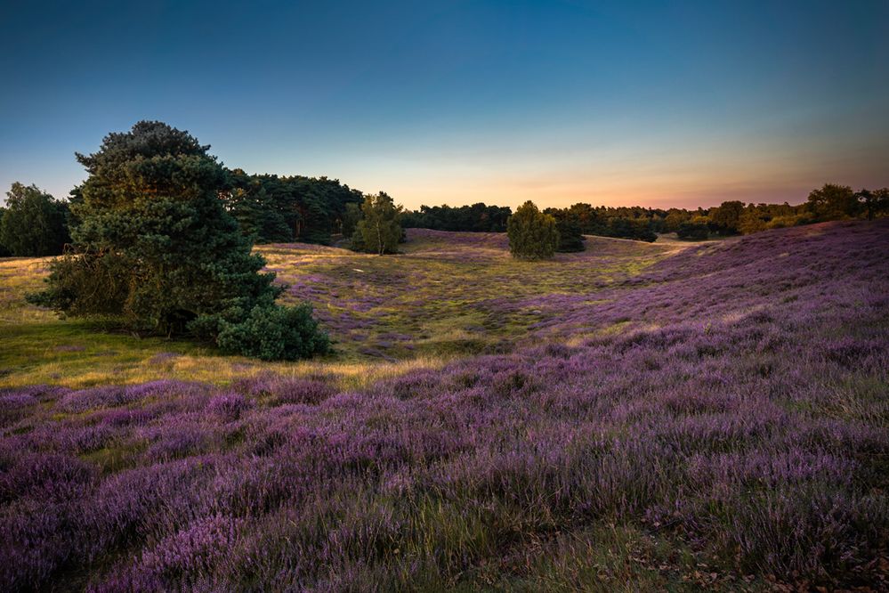 Abend in der Heide Foto & Bild | abendstimmung, natur, landschaft ...
