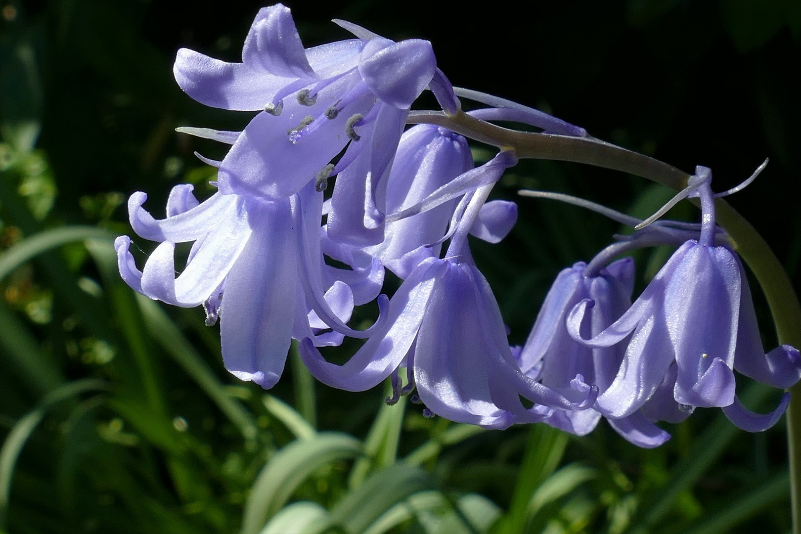 Abendglocken Foto & Bild | frühling, natur, pflanzen Bilder auf ...