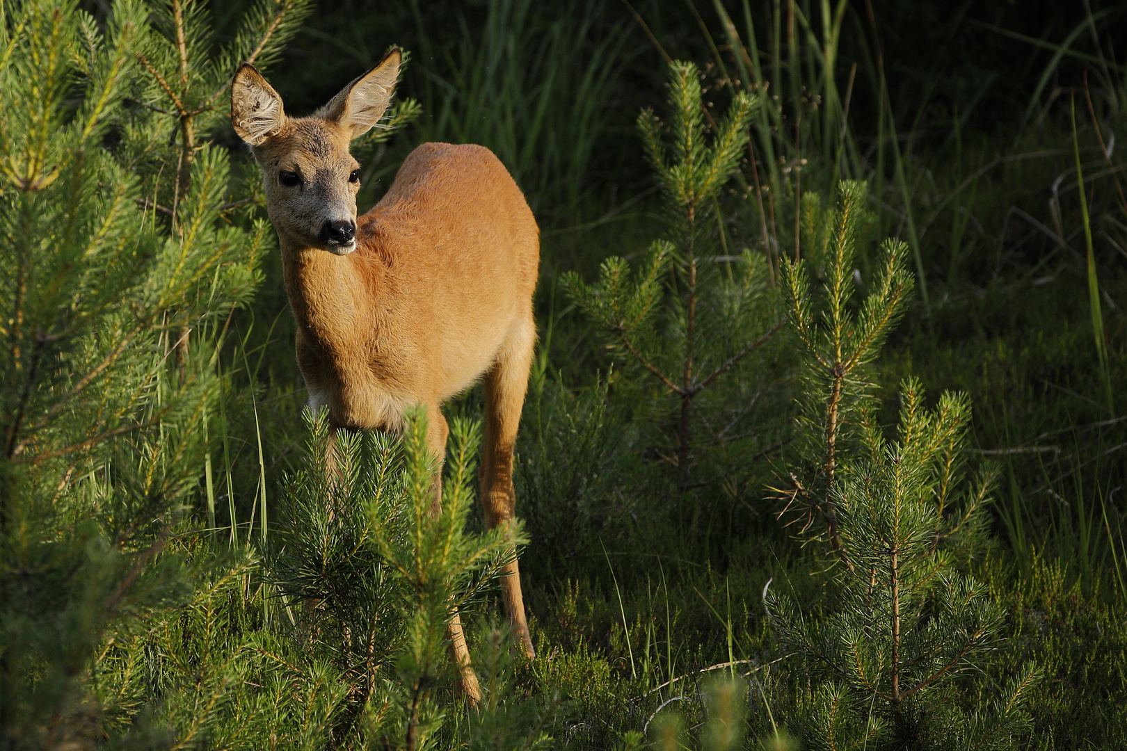 Abendlicher Einstand Foto & Bild | nature, sommer, natur Bilder auf ...