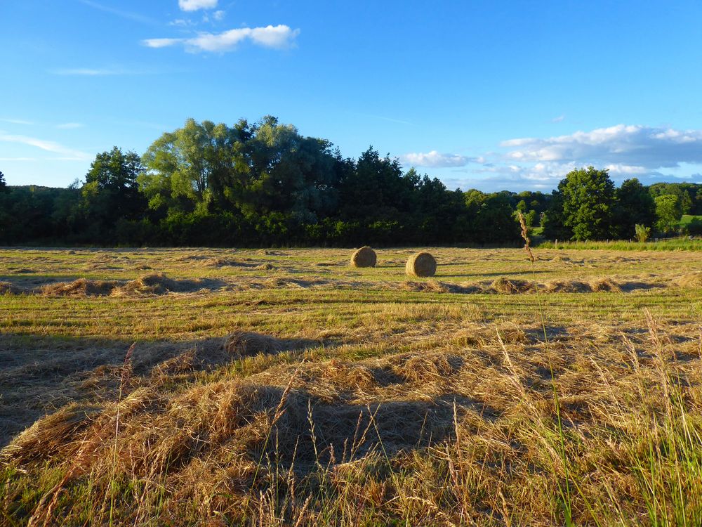 Abendlicht Foto & Bild | landschaft, lebensräume, Äcker, felder & wiesen Bilder auf fotocommunity